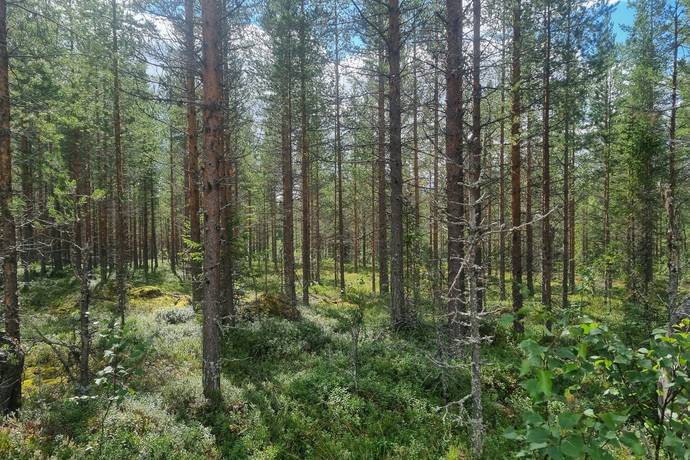 Åsele Gafsele 6:31, Åsele kommun - Skogsfastigheter.se